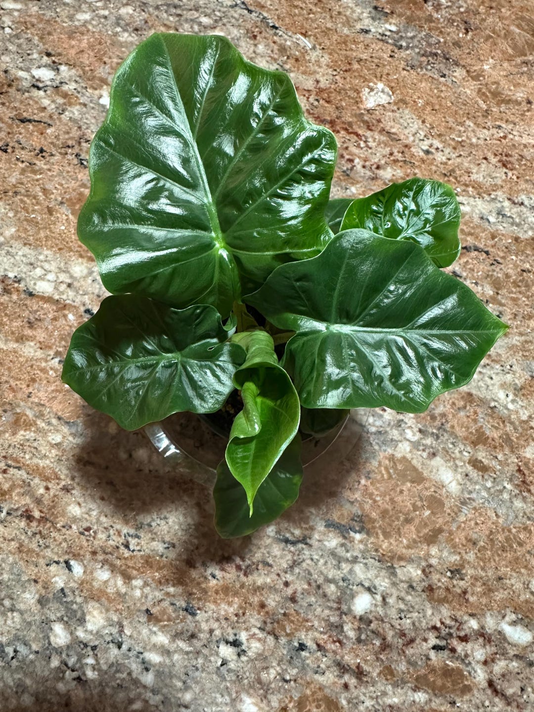 Dwarf Alocasia/ Elephant Ears. One Potted Plant. 2 Growing Crowns. - Etsy