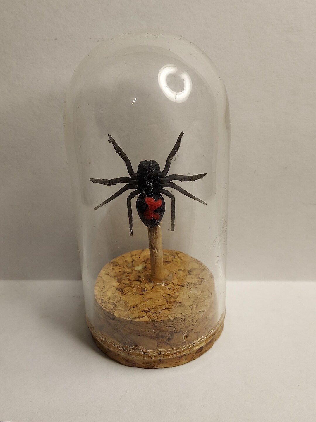 Faux Black Widow Spider in a Small Glass Dome - Etsy