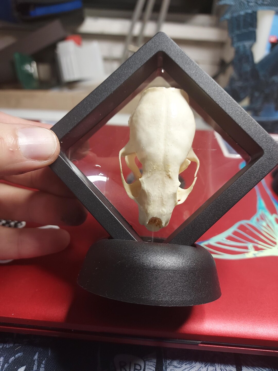 Mink Skull in a Black Floating Frame - Etsy
