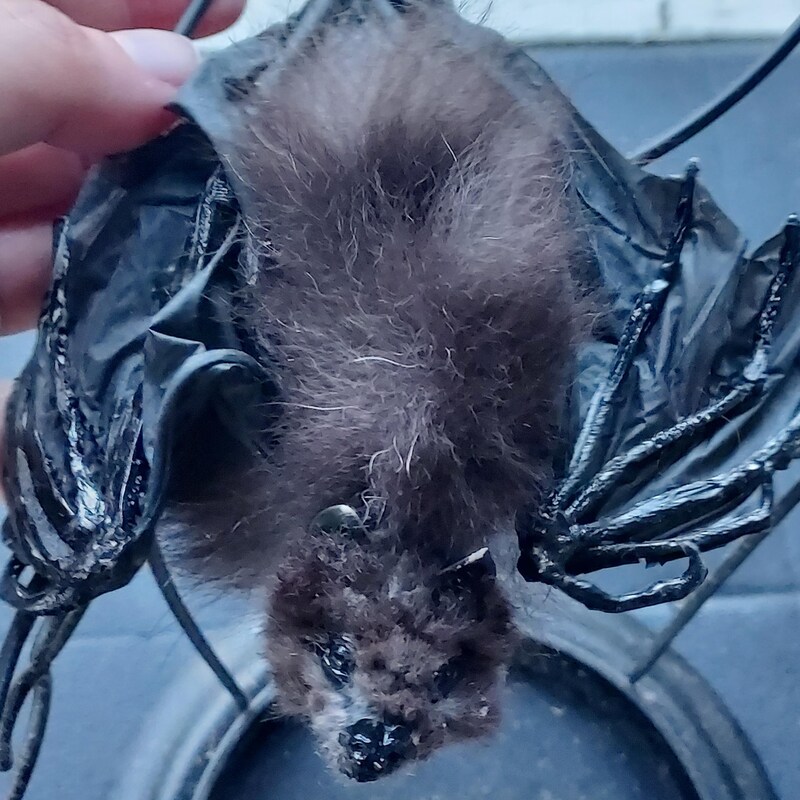 Taxidermy Bat - Etsy