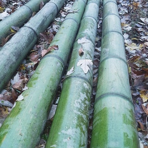 Green Bamboo Pole 4" Diameter Fresh Cut Bamboo Indoor Outdoor Decor ...