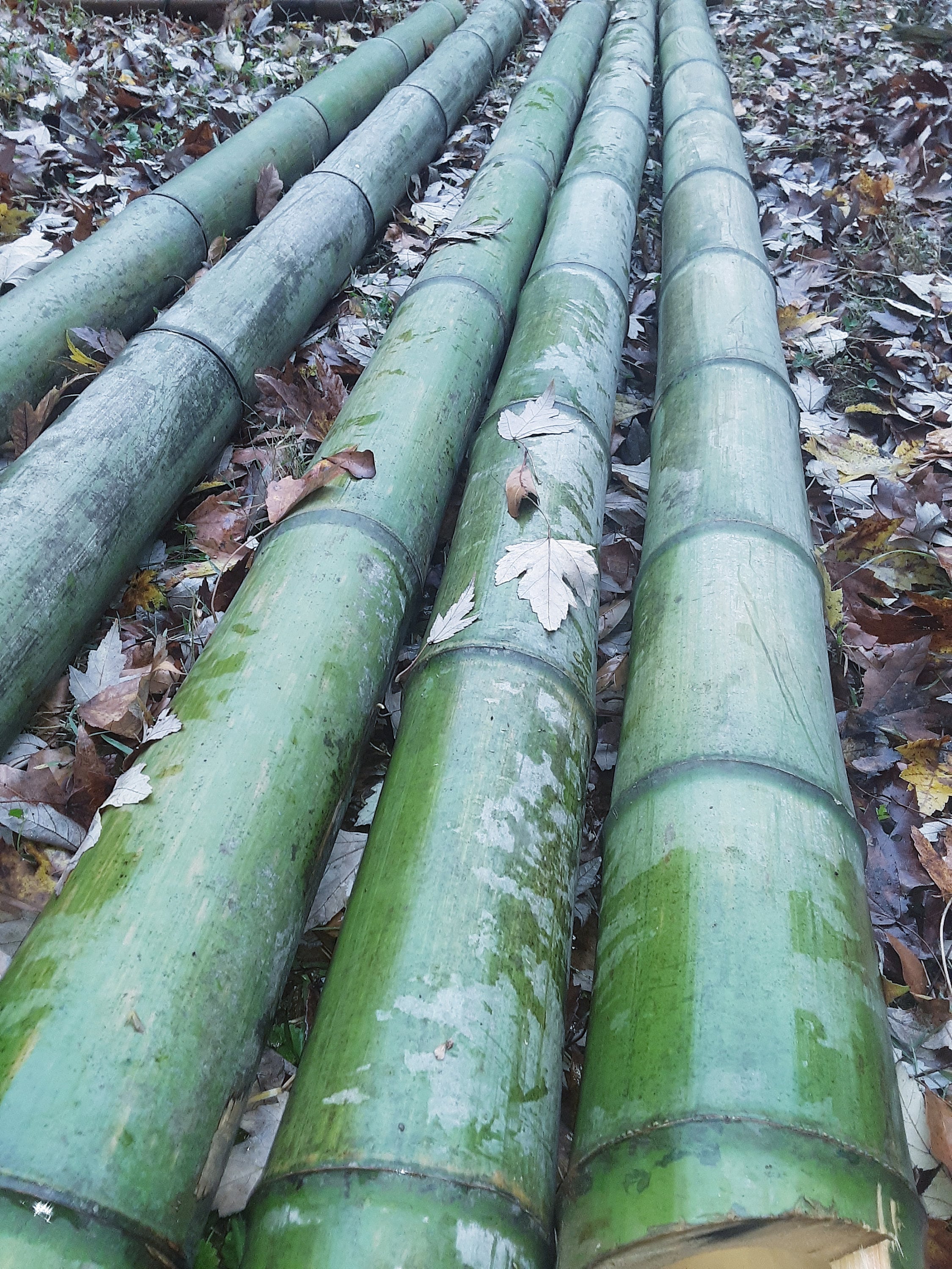 Green Bamboo Pole 4" Diameter Fresh Cut Bamboo Indoor Outdoor Decor ...