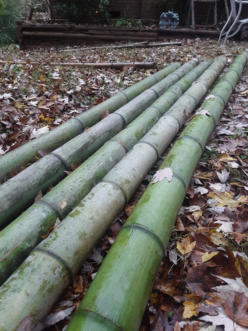 Green Bamboo Pole 4" Diameter Fresh Cut Bamboo Indoor Outdoor Decor ...