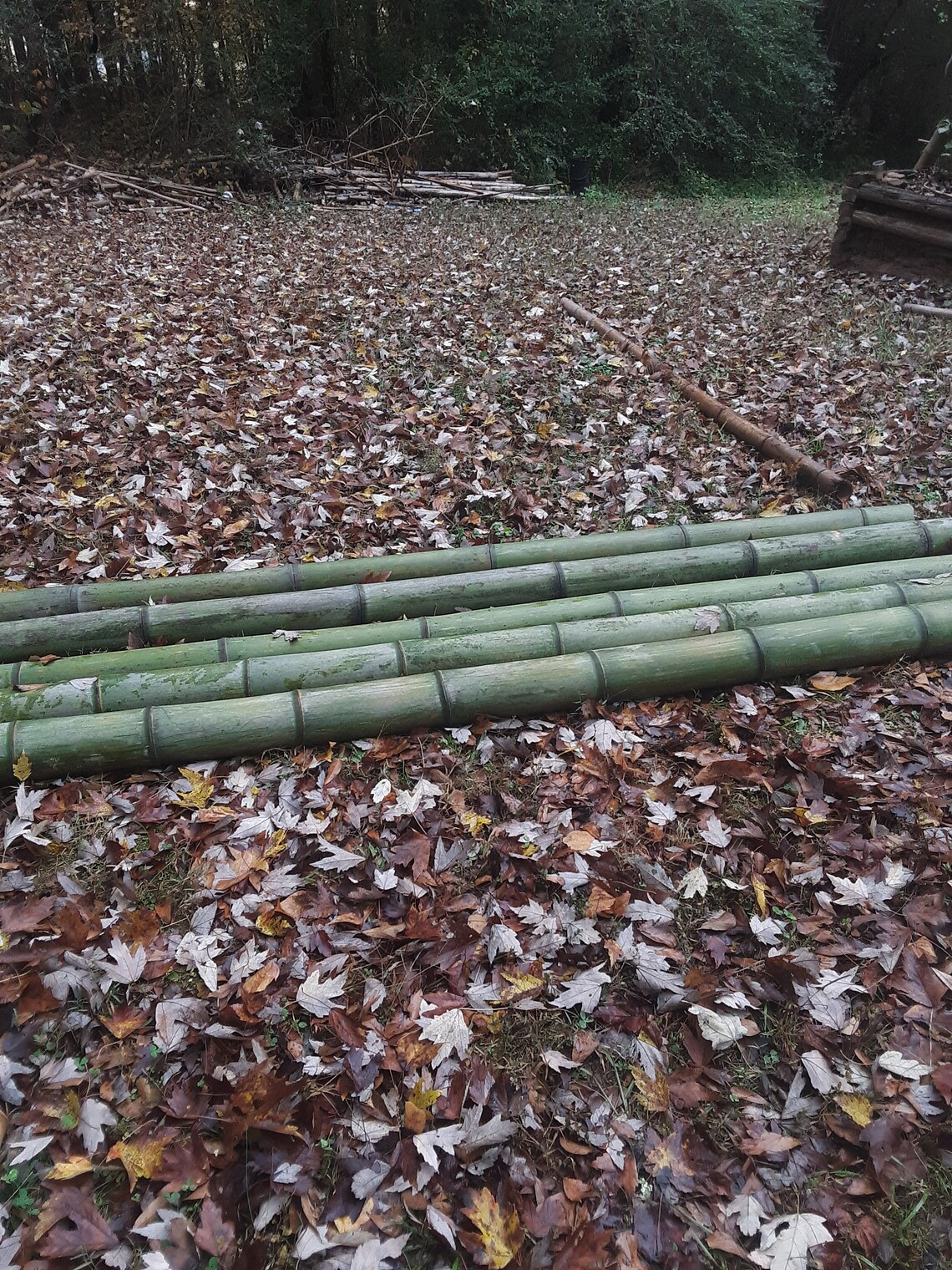 Green Bamboo Pole 4" Diameter Fresh Cut Bamboo Indoor Outdoor Decor ...
