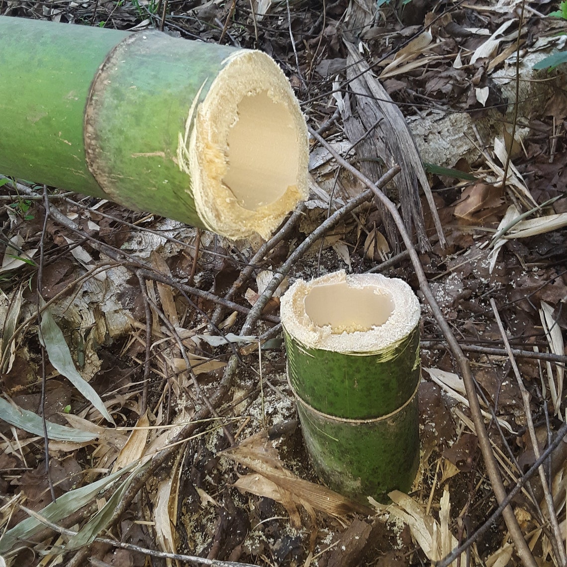 Green Bamboo Pole 4" Diameter Fresh Cut Bamboo Indoor Outdoor Decor ...