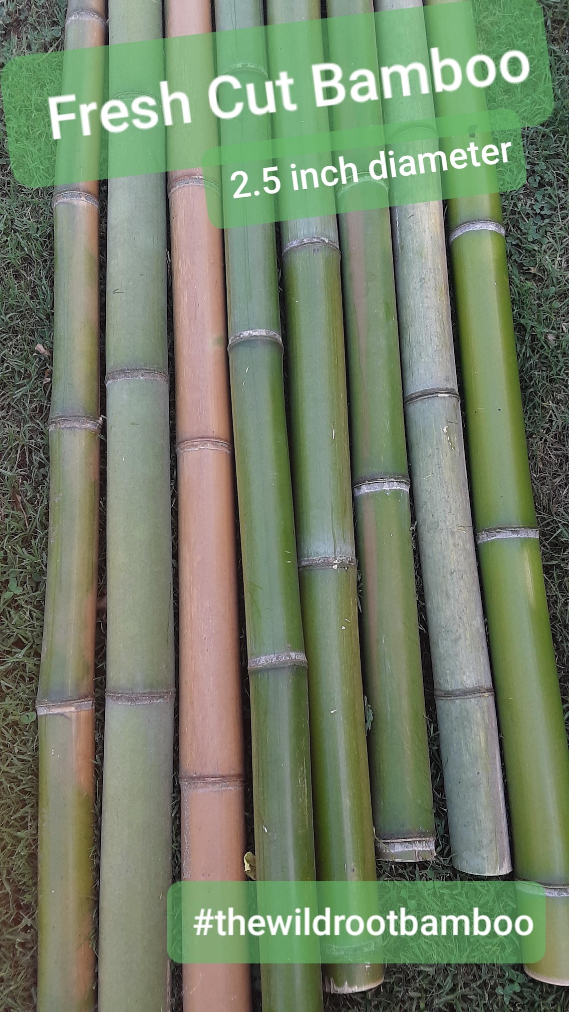 2" Green Bamboo 2pk Fresh Cut 100% Natural Grown Bamboo in USA Bamboo ...