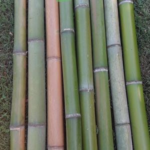 2" Green Bamboo 2pk Fresh Cut 100% Natural Grown Bamboo in USA Bamboo ...