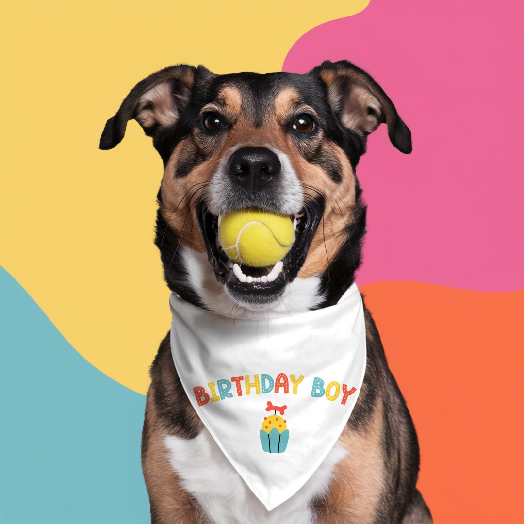 Dog Birthday Bandana Collar, Birthday Boy Dog Bandana, Dog Collar, Gift ...