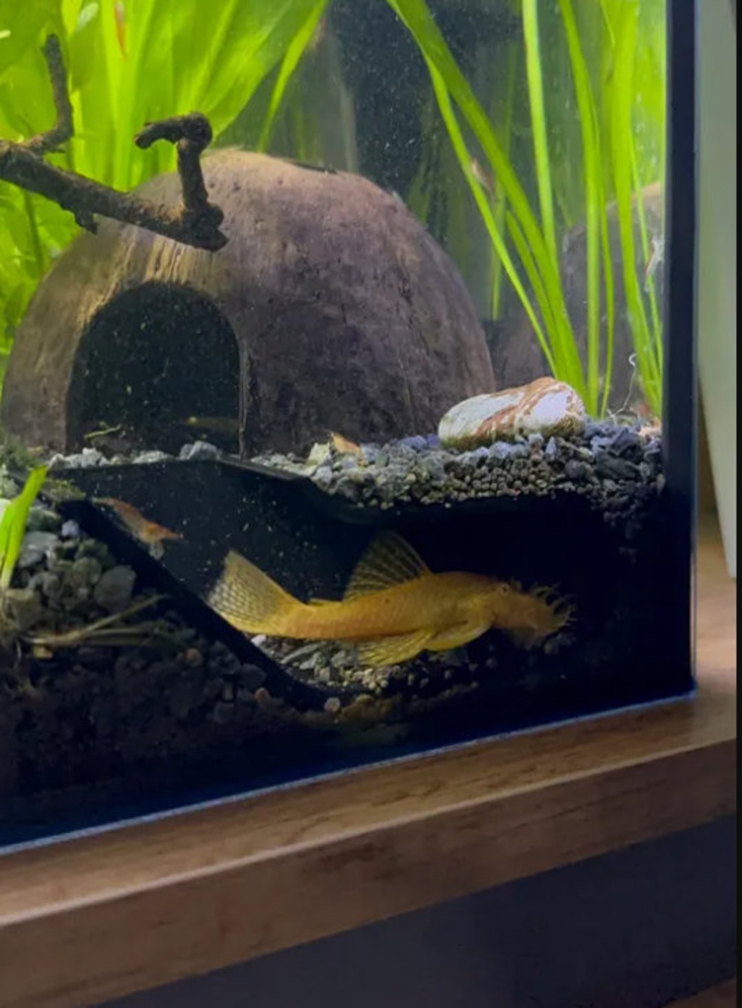 Aquarium Viewing Pipe Cave - Etsy
