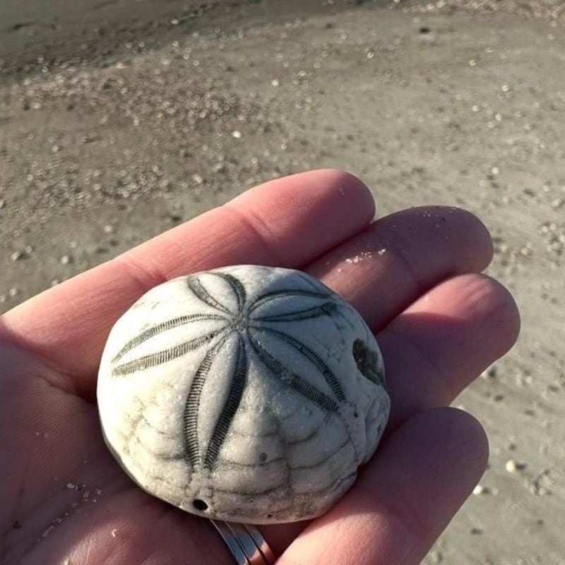 Rare Sea Shells - Etsy