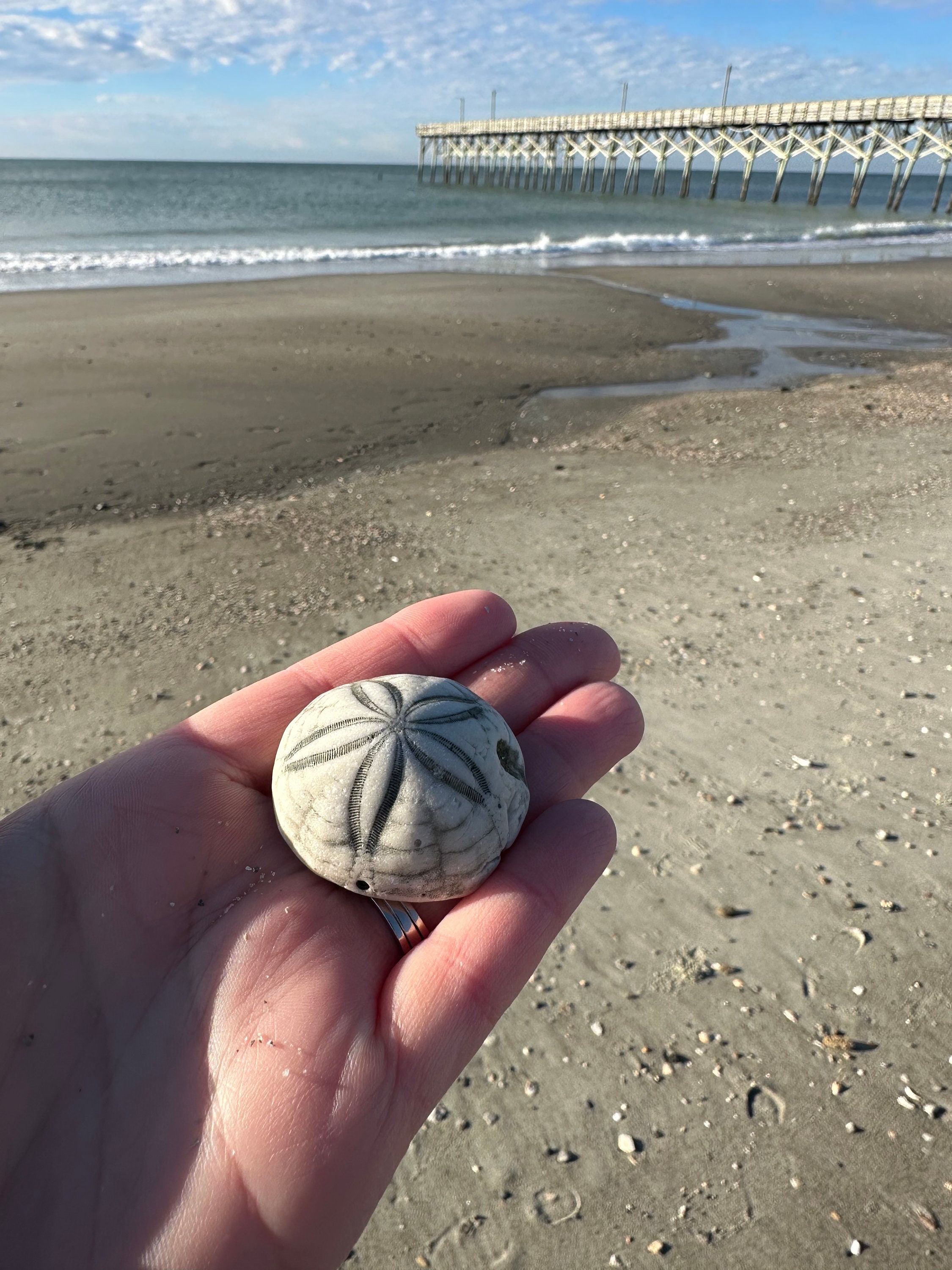 Holden Beach Sea Biscuit - Etsy