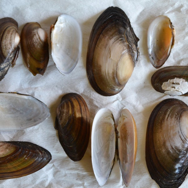 Mussel Shells - Etsy