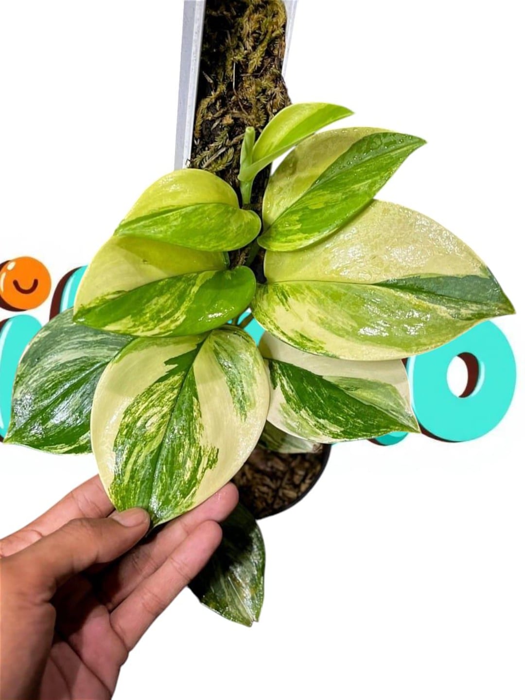 Scindapsus Rubicon Variegated - Rare Tropical Plant Variegated - Etsy