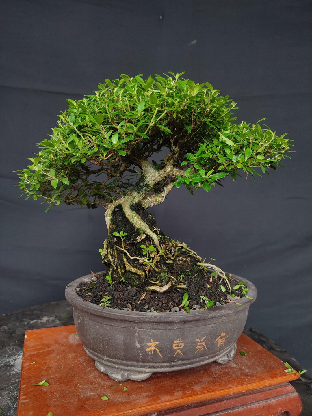 Bonsai Serissa Japonica Bonsai Tree - Tropical Bonsai Tree - Etsy