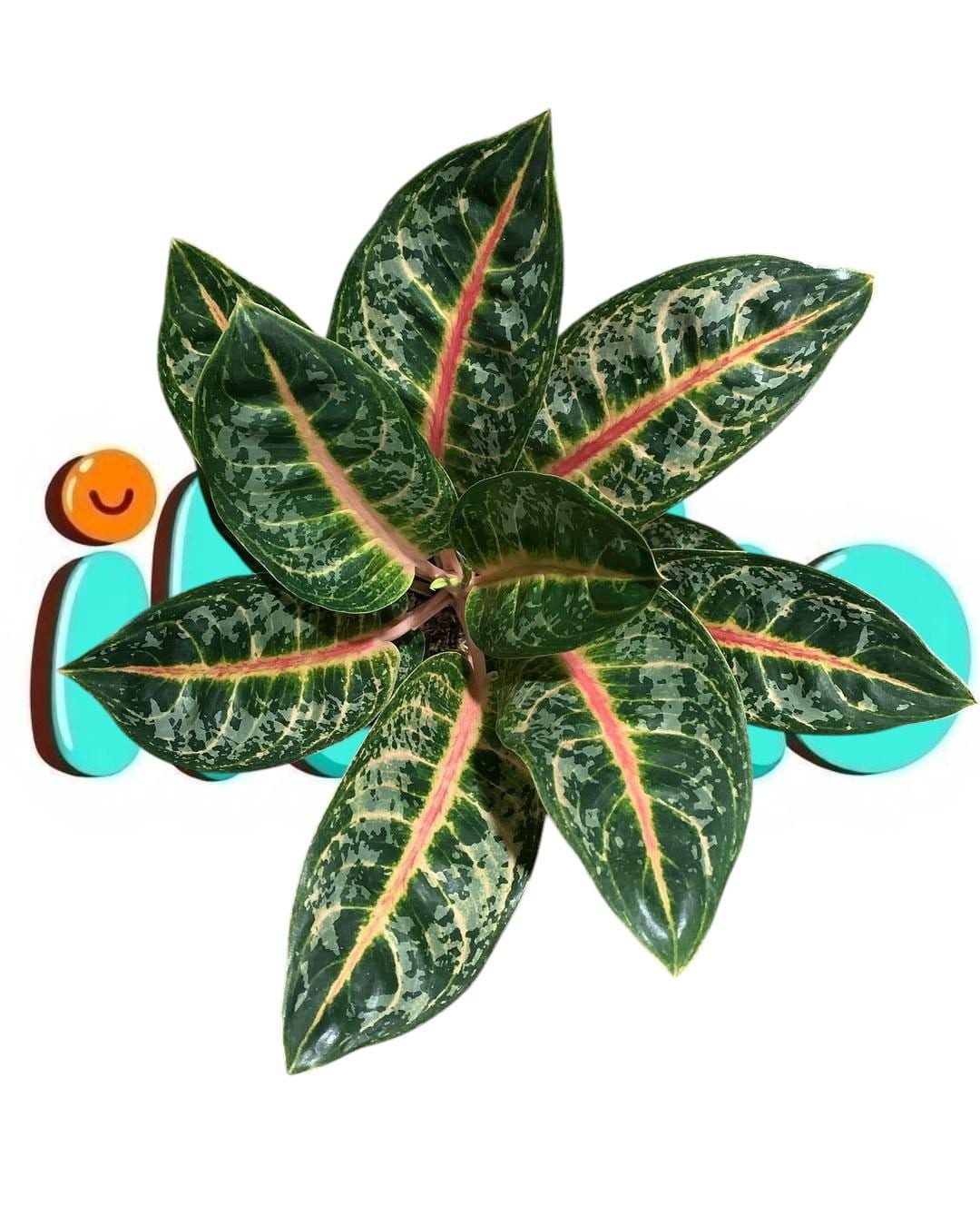 Aglaonema Gajah Mada Plant - Rare Tropical Plant Variegated - Etsy