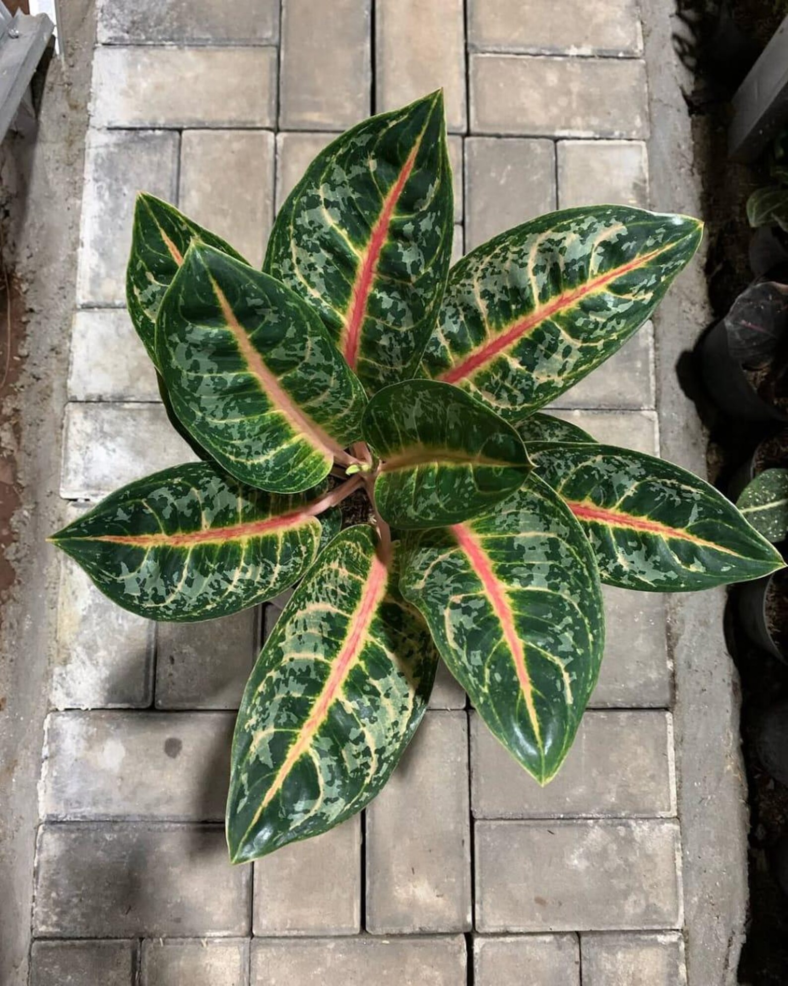 Aglaonema Gajah Mada Plant - Rare Tropical Plant Variegated - Etsy