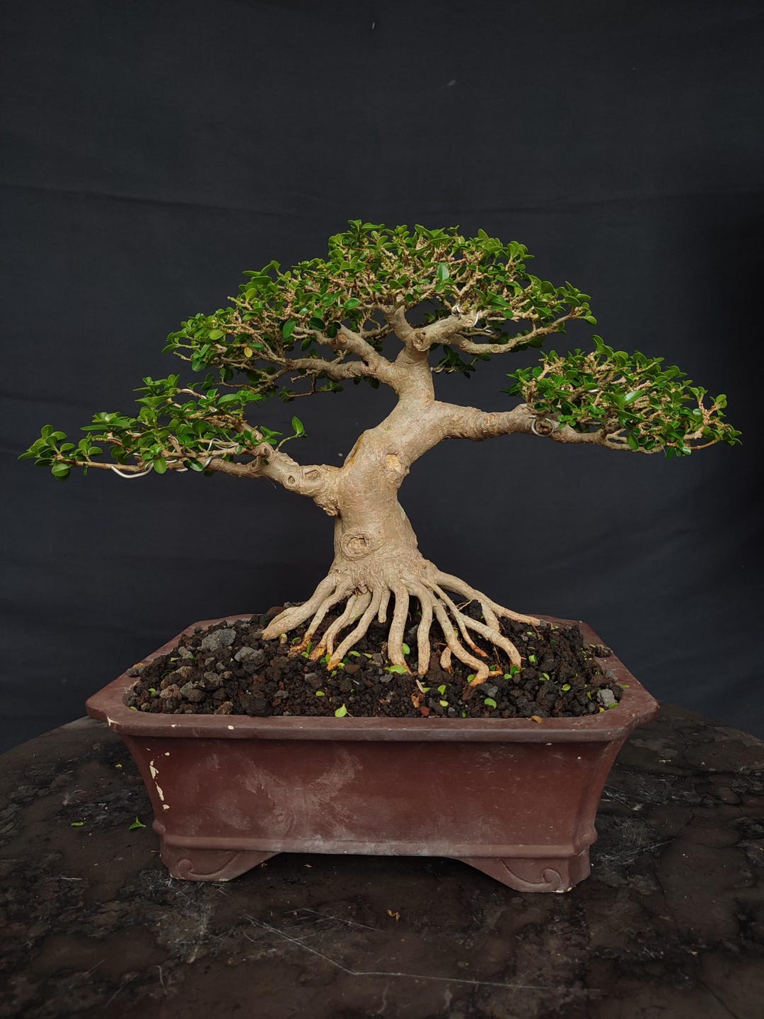 Bonsai Premna Microphylla Bonsai Tree - Tropical Bonsai Tree - Etsy