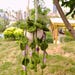 Crochet House Plants,handmade Crochet Plants,diy Plant,easy Crochet ...