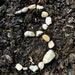 Curious Nature Natural Numbers. Learning Resource Digital Print - Etsy