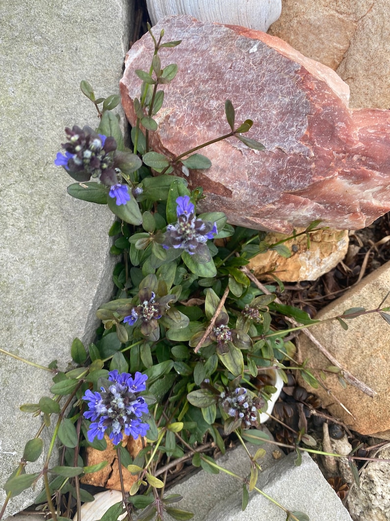 10 Creeping Jenny Bare Root, Ground Cover, Hanging Basket, Light Green ...