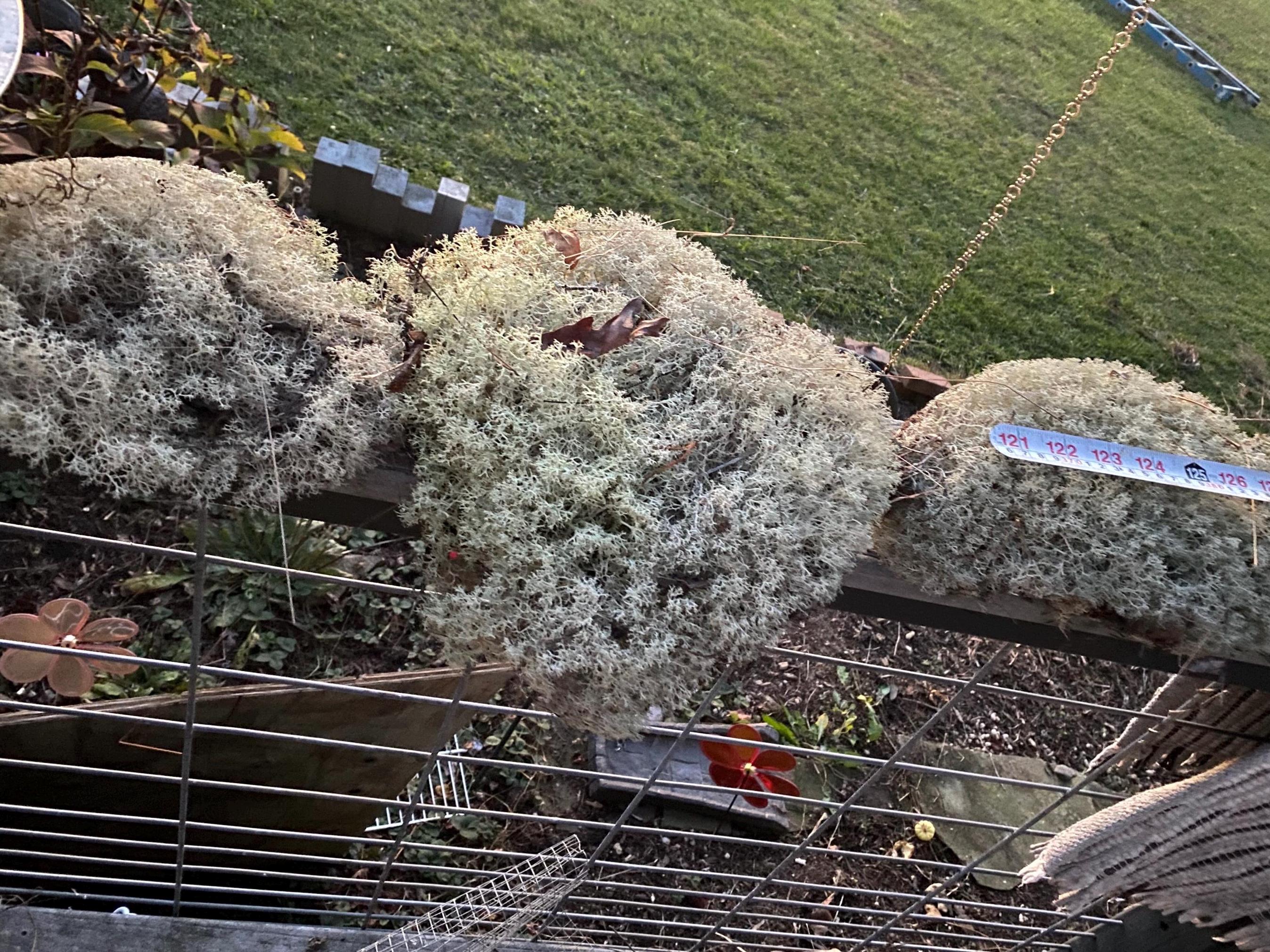 Reindeer Lichen Cladonia Rangiferina Reindeer Moss Perfect to Add to ...
