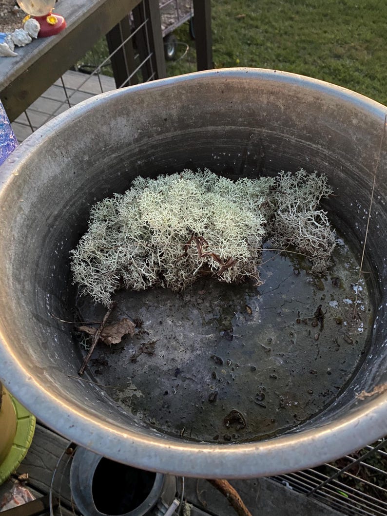 Reindeer Lichen Cladonia Rangiferina Reindeer Moss Perfect to Add to ...