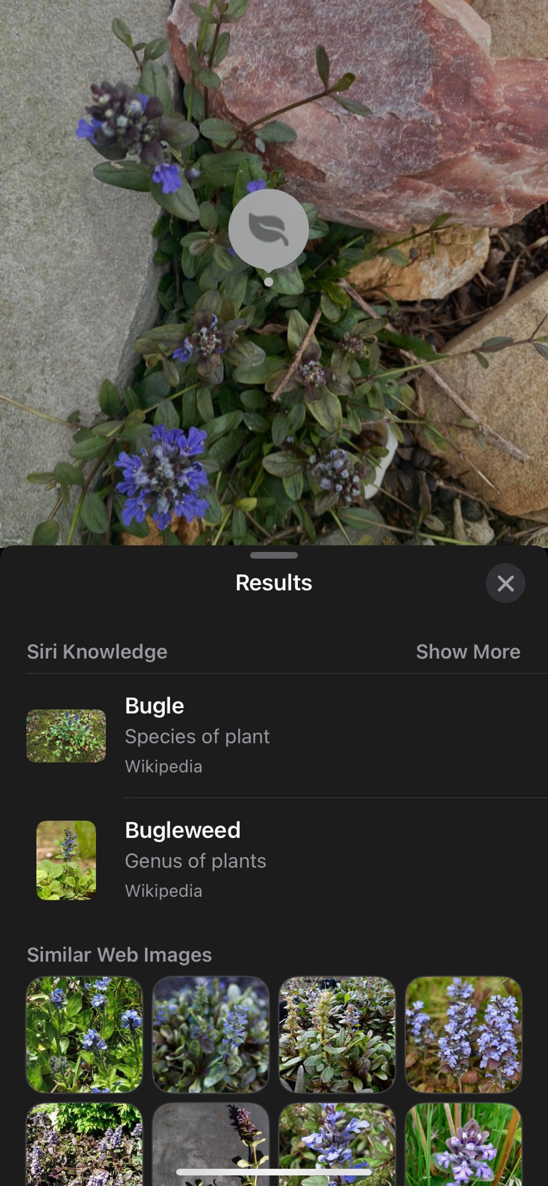 10 Creeping Jenny Bare Root, Ground Cover, Hanging Basket, Light Green ...