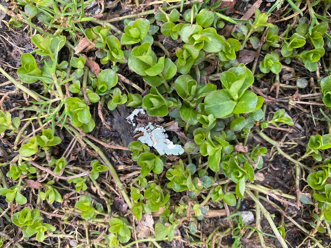 10 Forest Green Creeping Jenny Bare Root, Groundcover, Hanging Basket ...