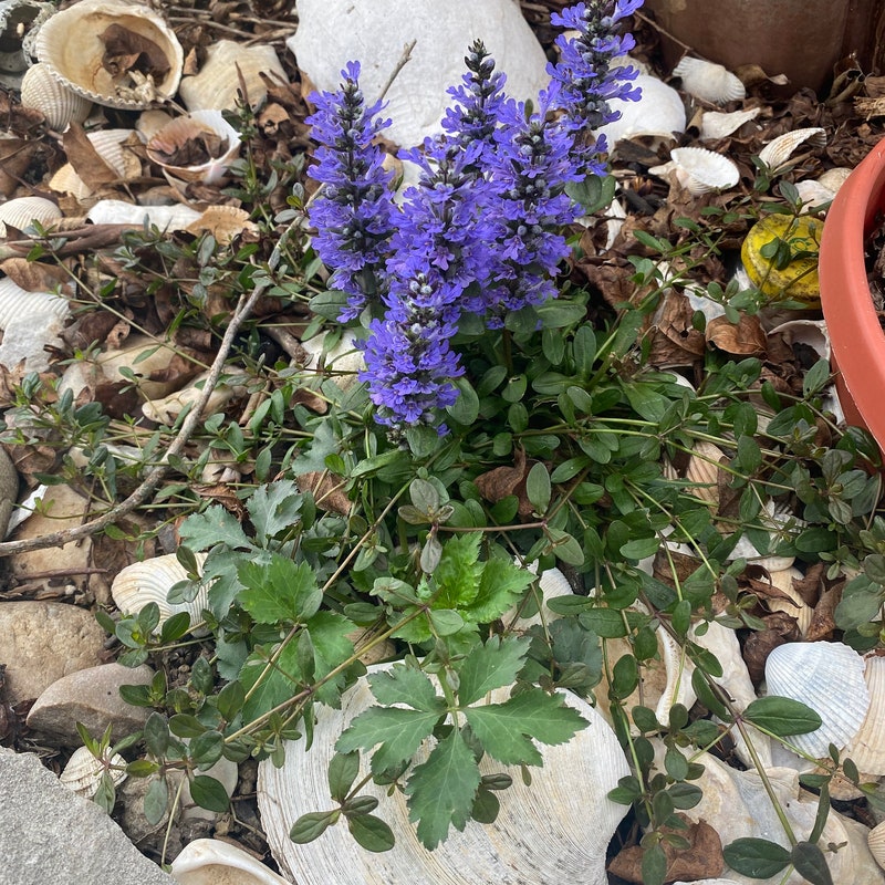 Hanging Fairy Garden - Etsy
