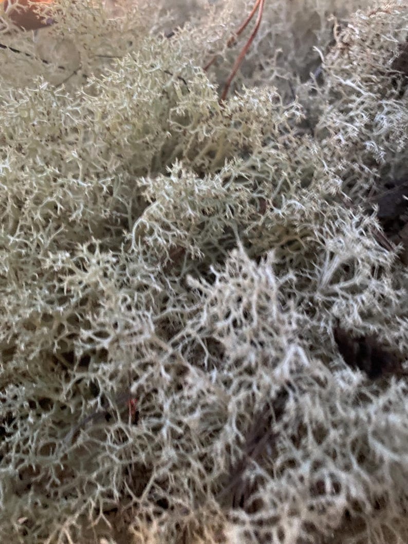 Reindeer Lichen Cladonia Rangiferina Reindeer Moss Perfect to Add to ...