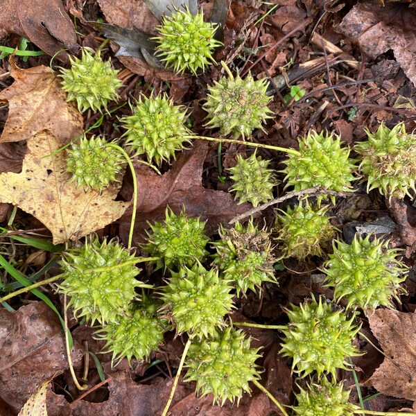 Sweetgum Balls - Etsy