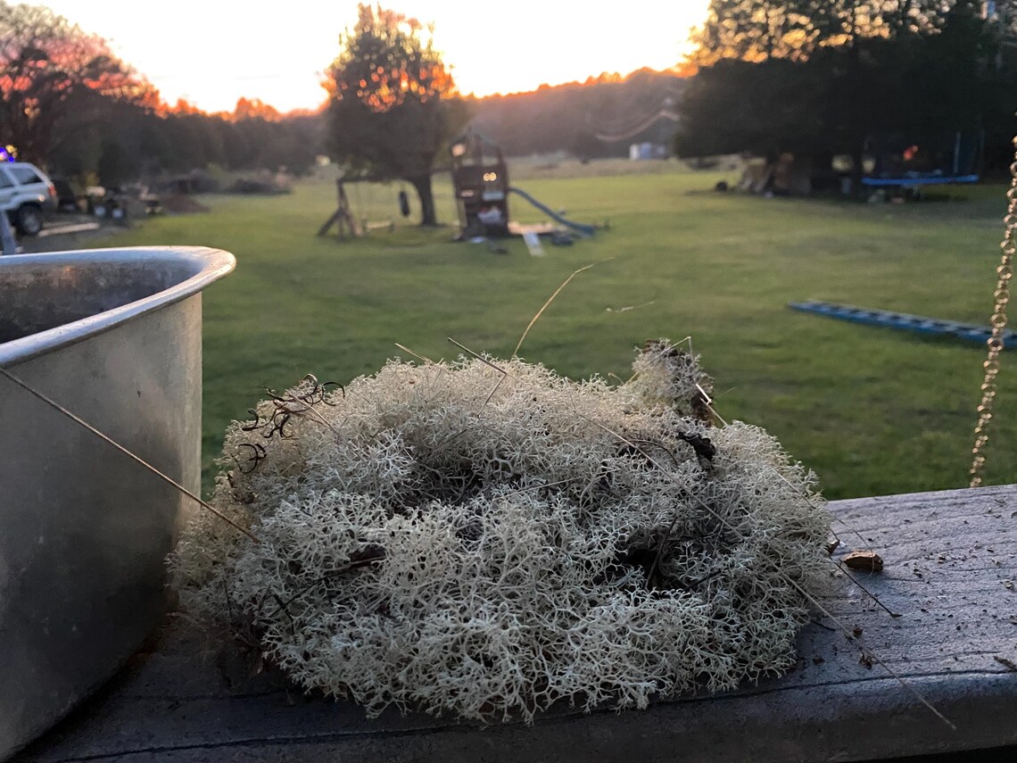 Reindeer Lichen Cladonia Rangiferina Reindeer Moss Perfect to Add to ...