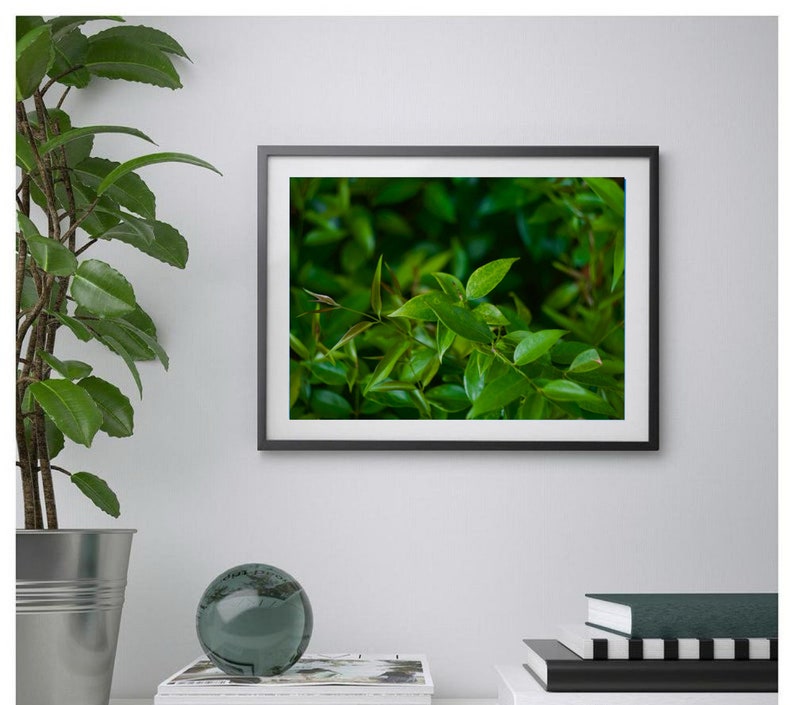 Lush Green Foliage, Nature Photography, Botanical Wall Art, Leaf ...