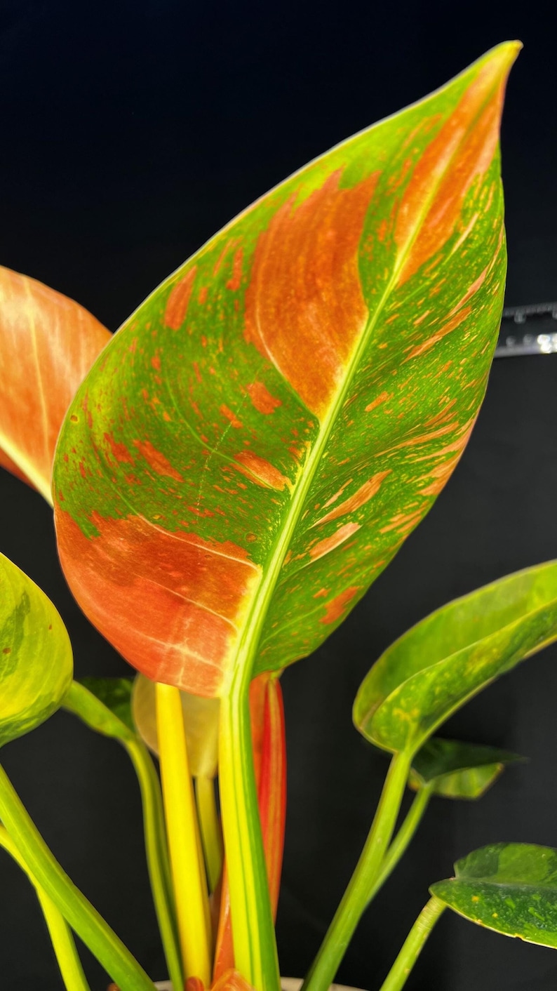 Philodendron Green Congo Nuclear Hybrid Marble Highly Variegated / Some ...