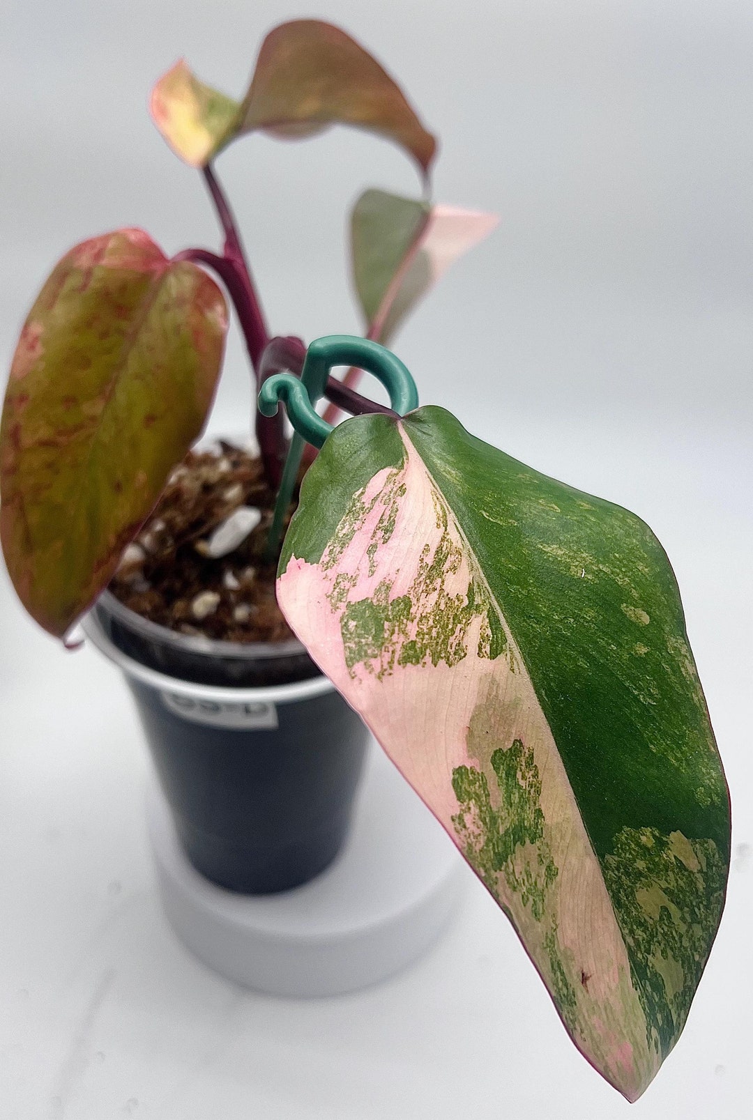 Philodendron Strawberry Shake Nodes Grown From Premium Variegation ...