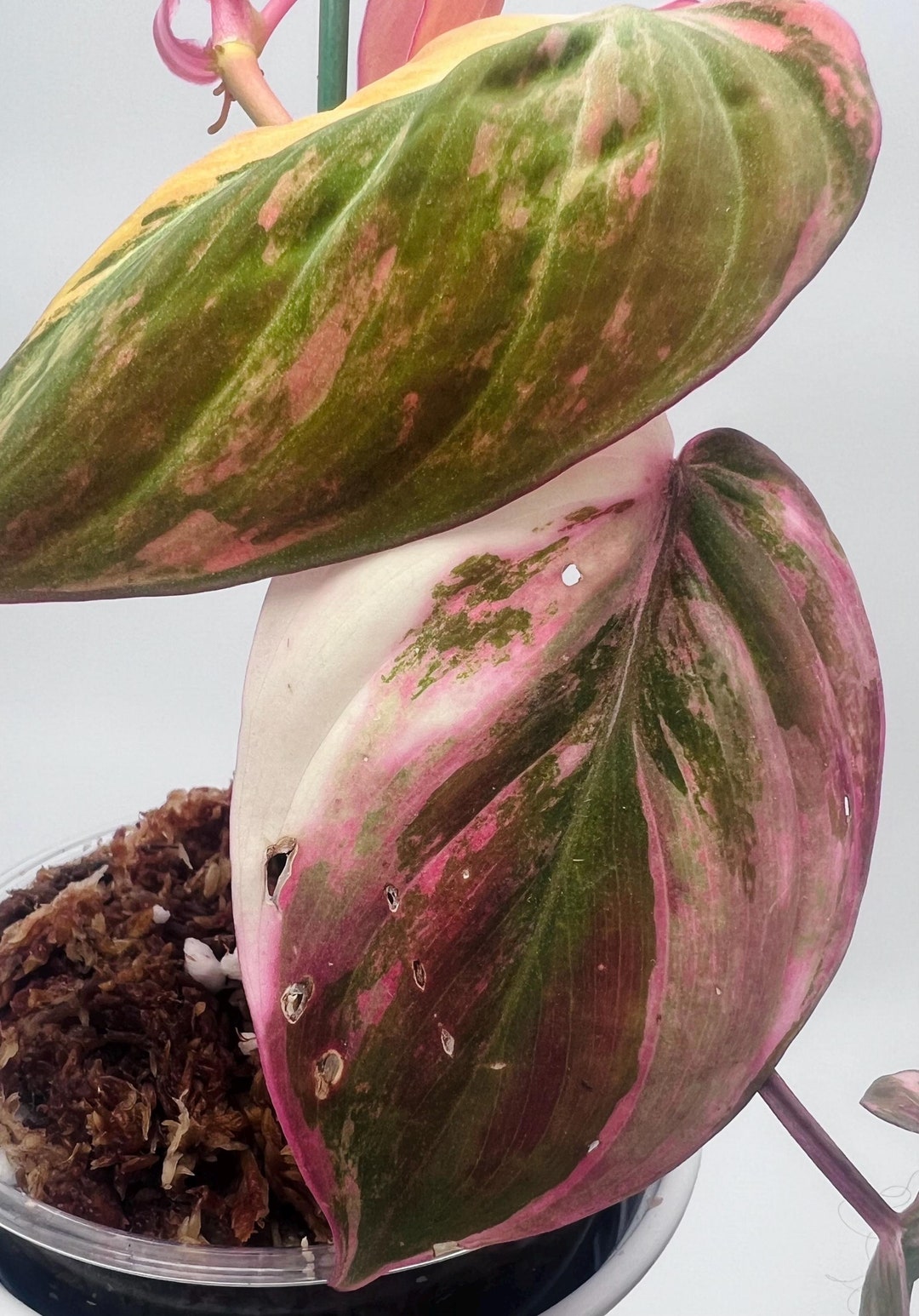 Pink Micans Heartleaf STUNNINGLY Variegated With PERFECT Pink Stems ...