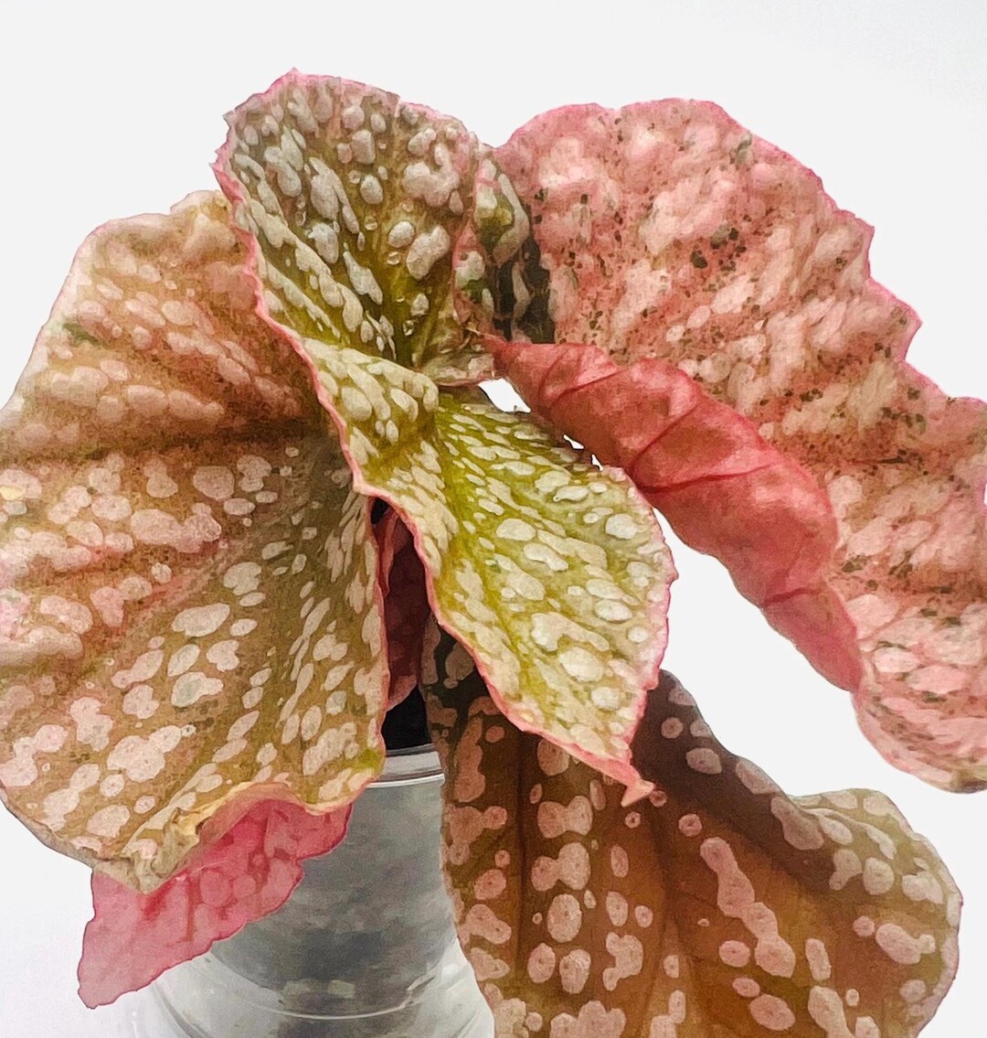 Begonia Snow Capped STUNNING VARIEGATION - Etsy
