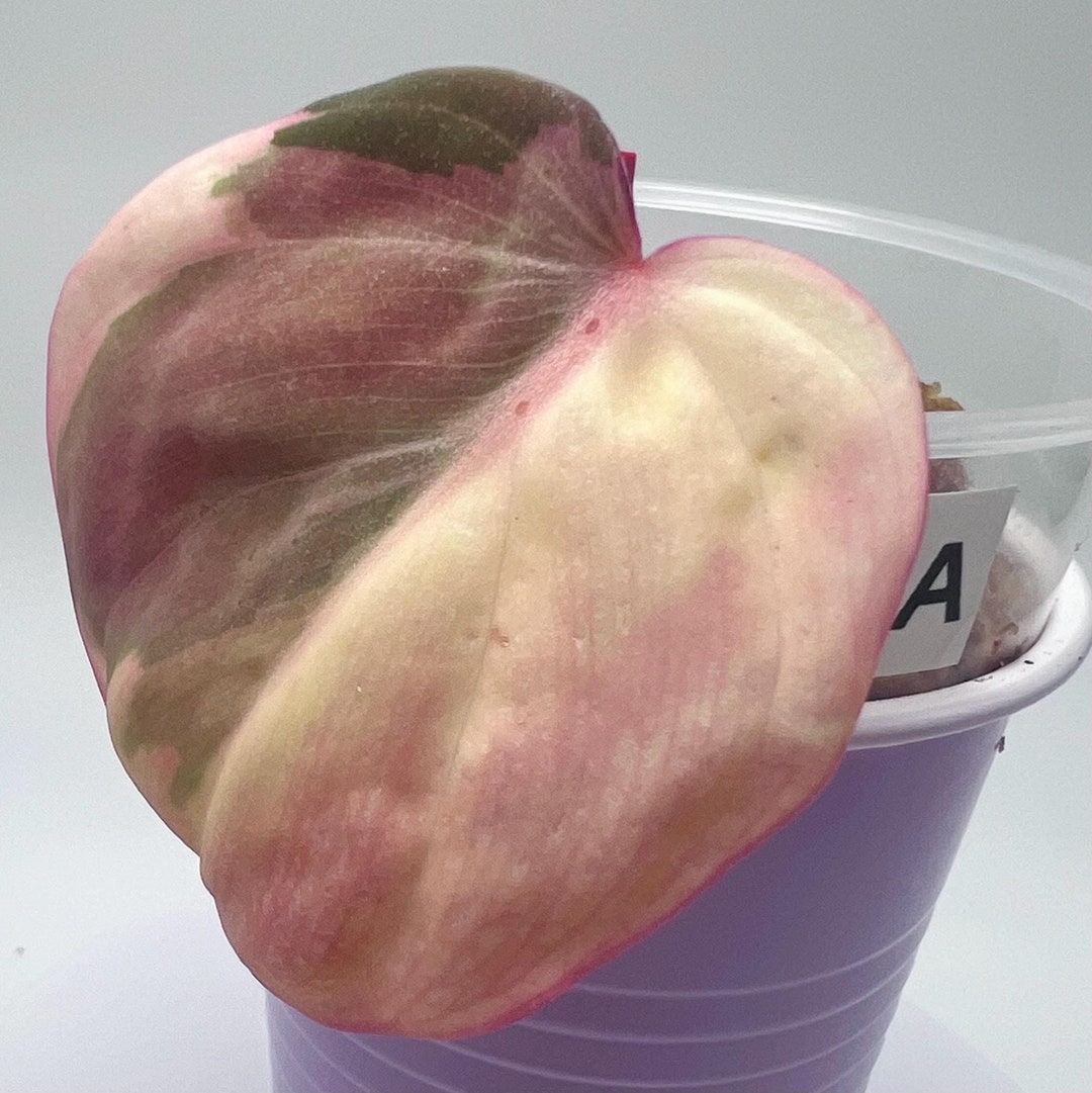 Variegated Pink Micans Heartleaf Premium Variegation Cuttings With ...