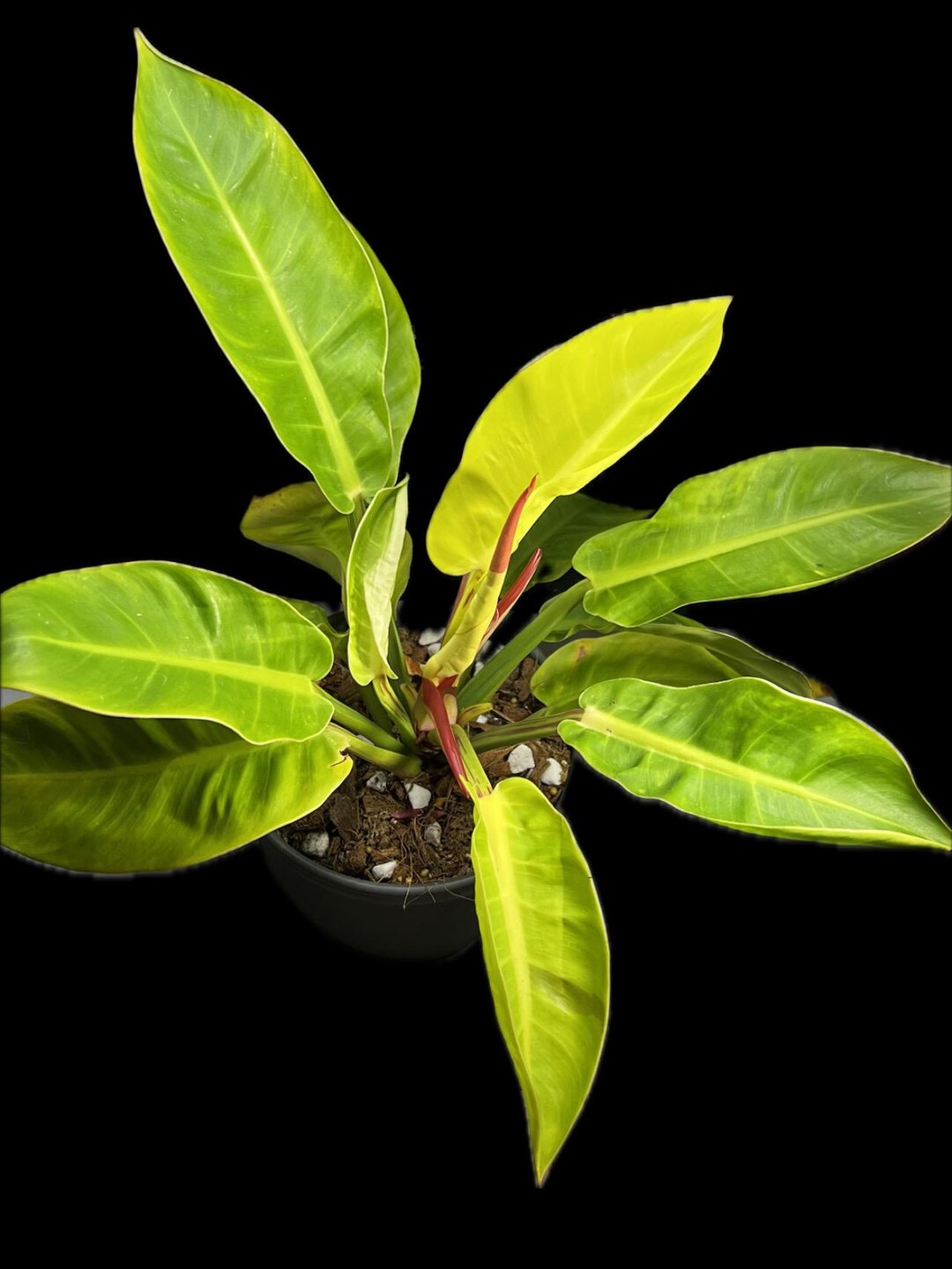 Philodendron Large Red Moon Yellow Flame - Etsy