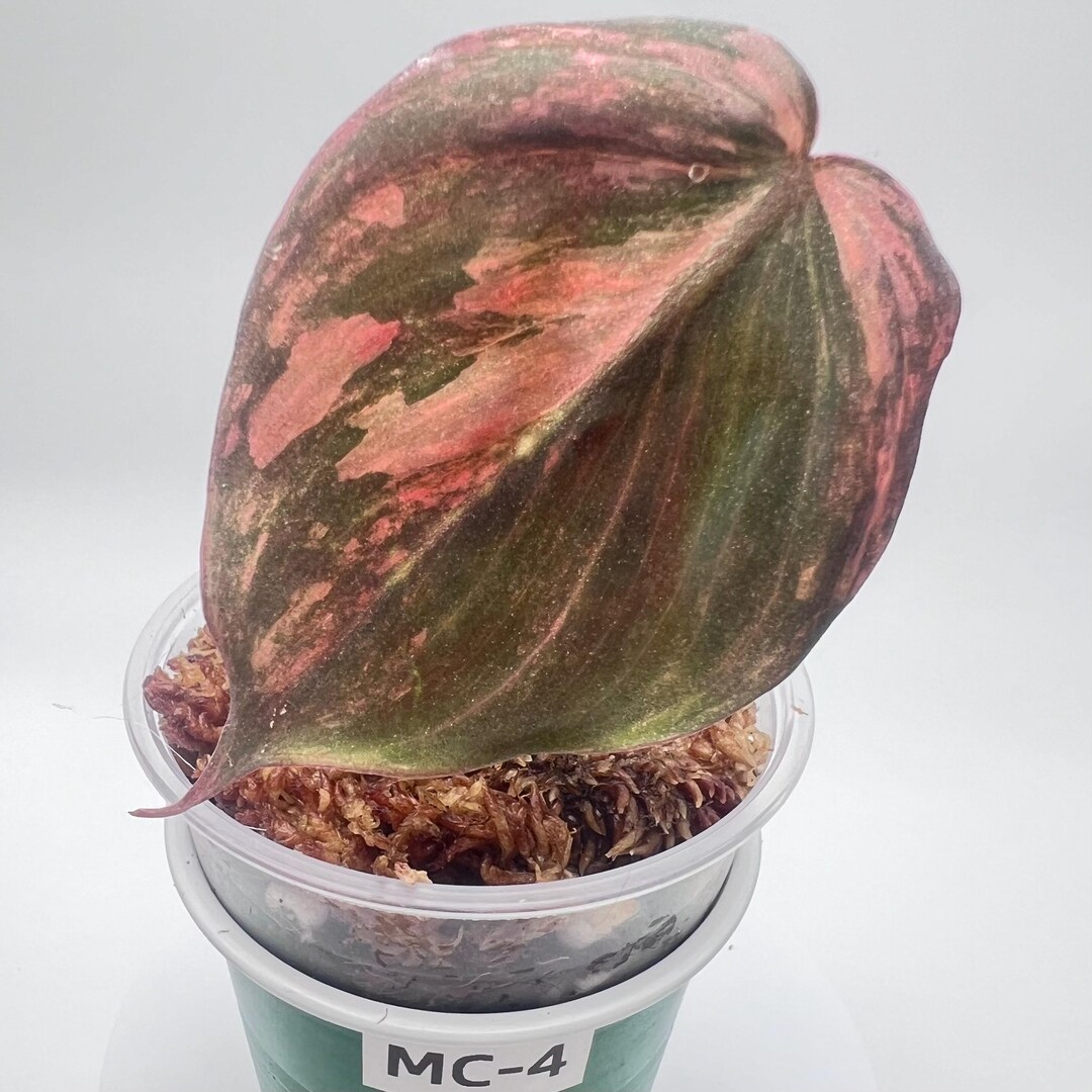Philodendron Micans Premium Variegation Pink Aurea Halfmoon Rooted ...