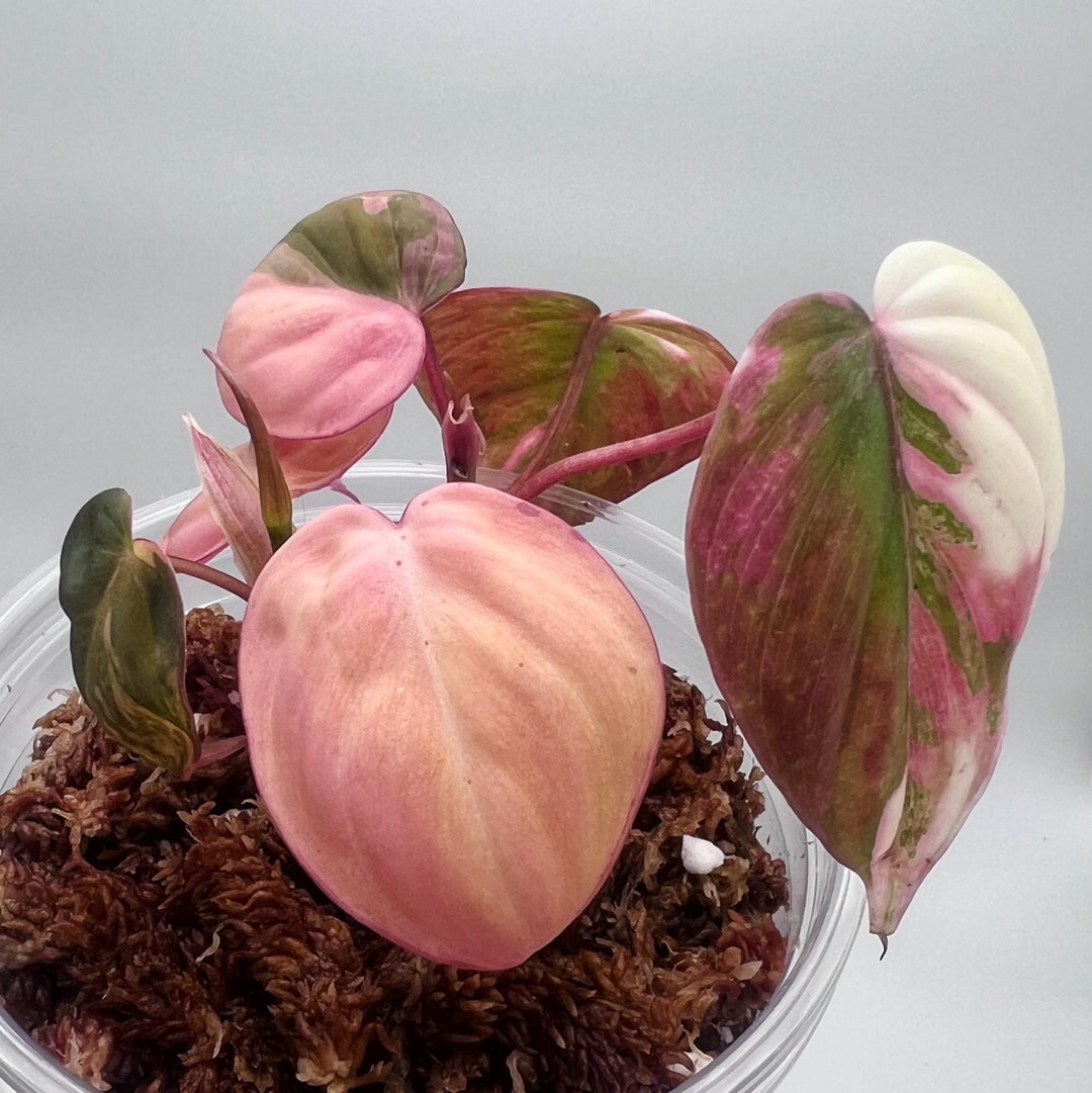 Pink Micans STUNNINGLY VARIEGATED With Abundant Roots in Half Gallon ...