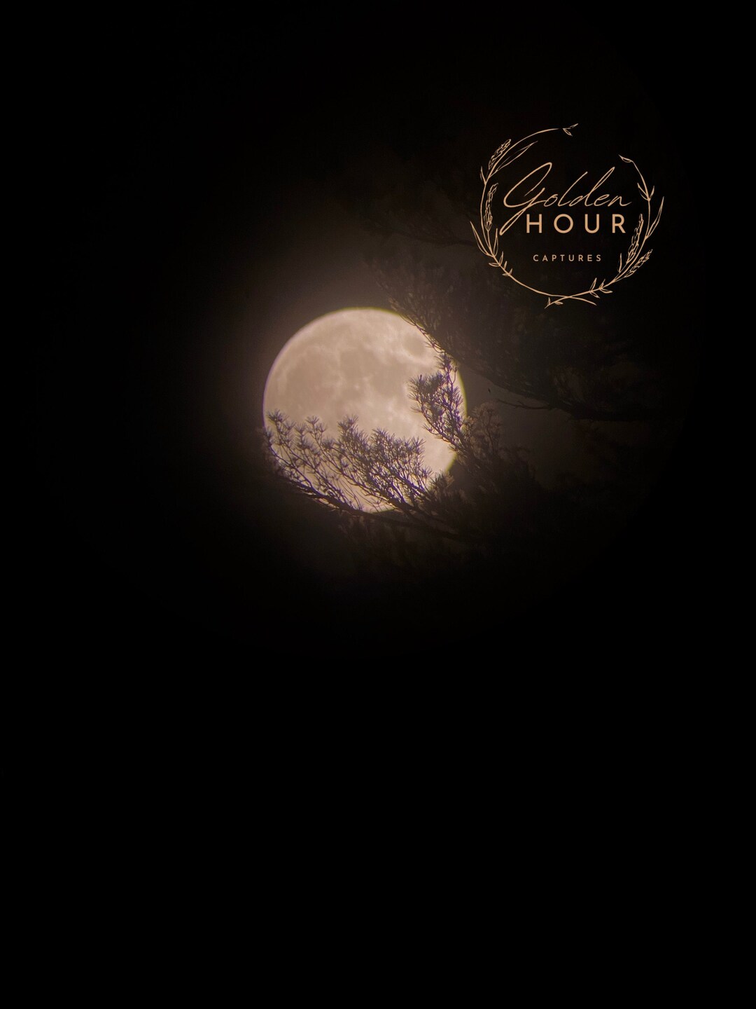 Nature Photography, Full Moon, Pine Trees, Printable Wall Art, Digital ...