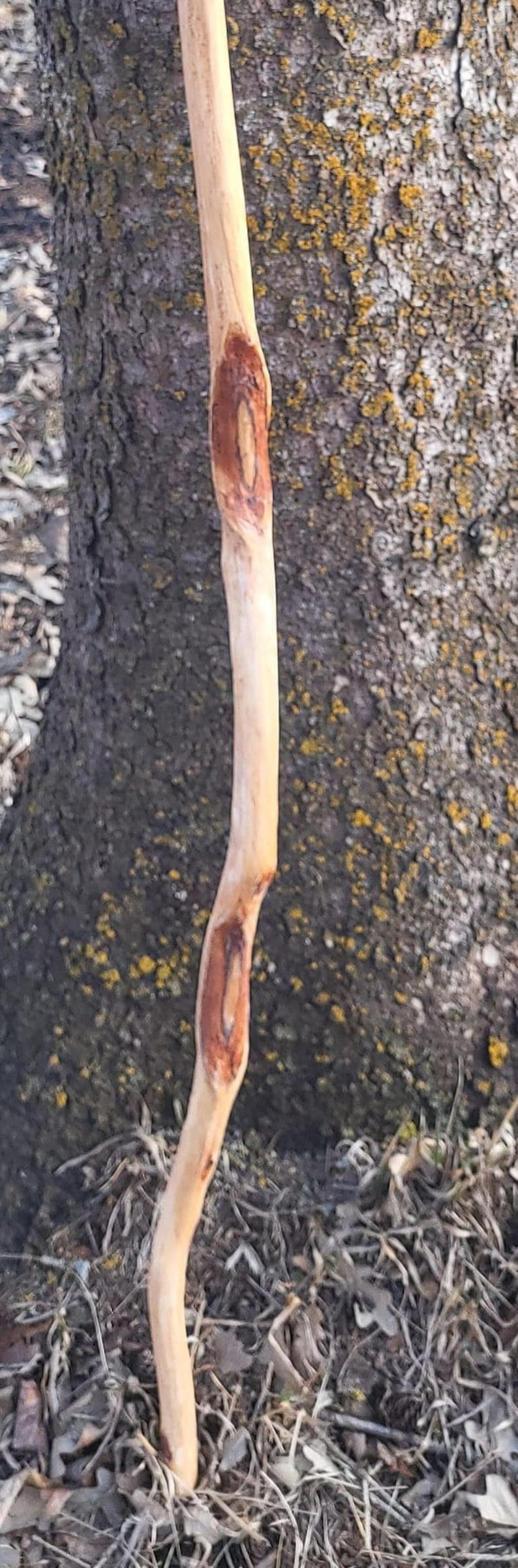 Diamond Willow Walking Sticks - Etsy