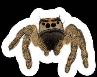 PNG January Jumping Spider Digital Download for Limited Commercial Use ...