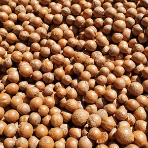 Fresh Macadamia Nuts in Shell (5 Lbs) From California - Etsy