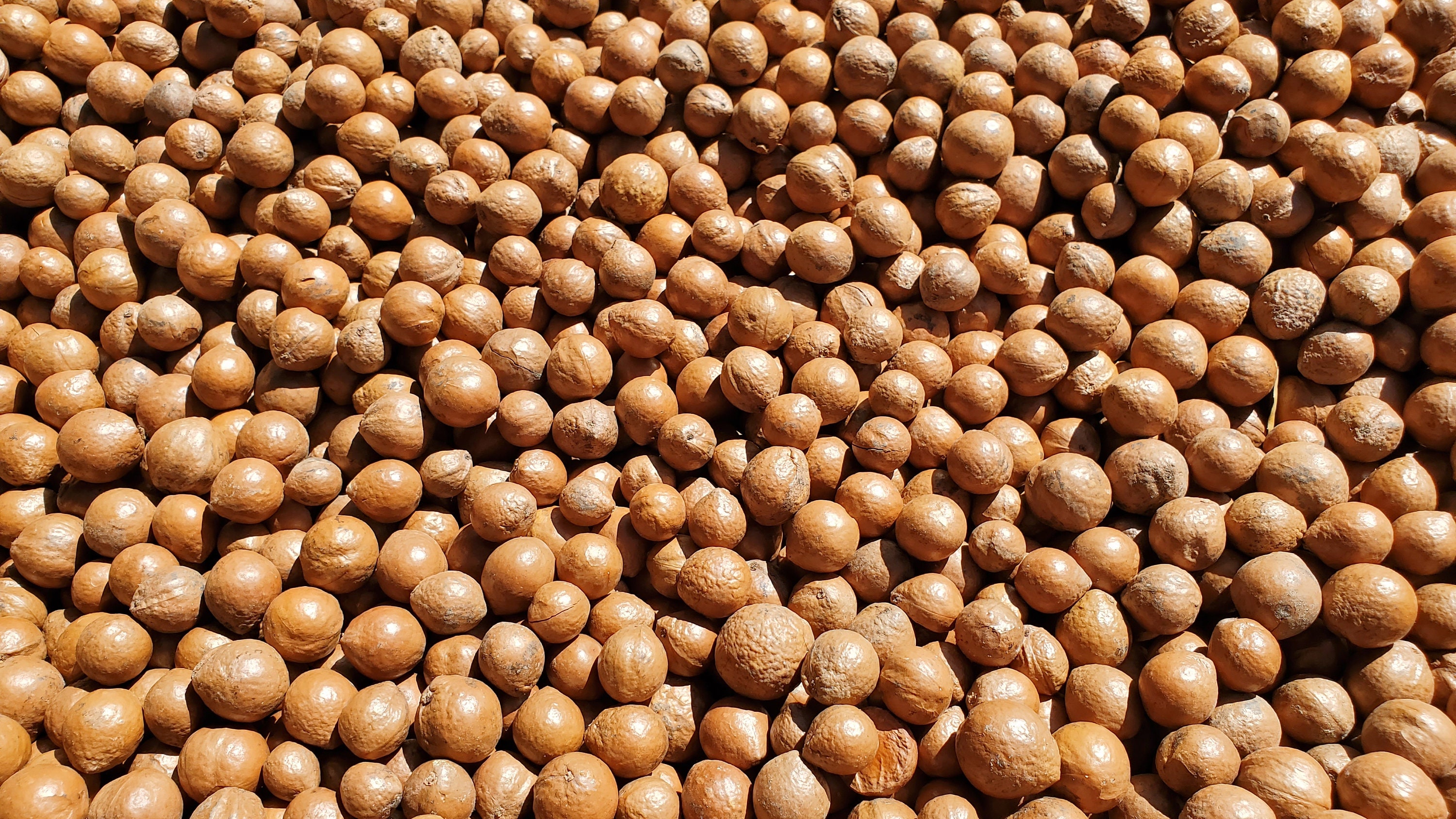 Fresh Macadamia Nuts 5 Lbs in Shell From California - Etsy