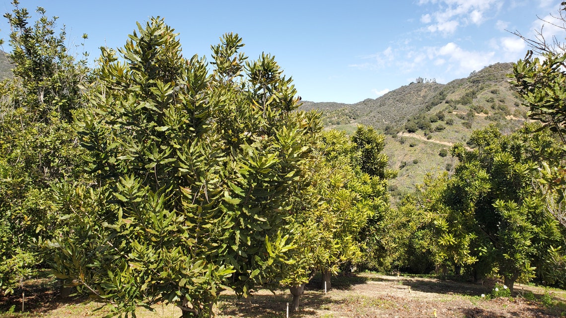 Fresh Macadamia Nuts in Shell (5 Lbs) From California - Etsy
