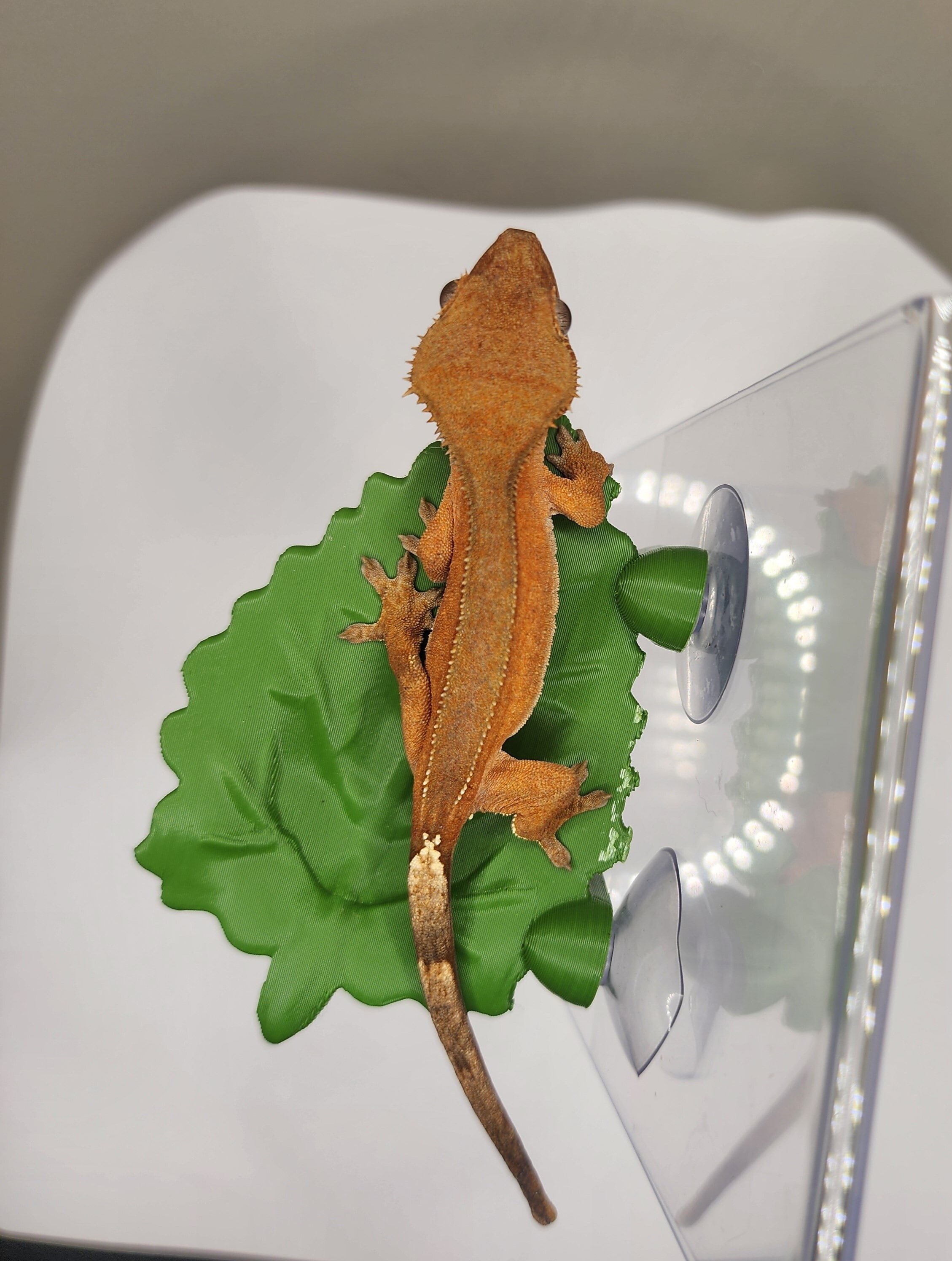 3D Printed Leaf Platform - Etsy