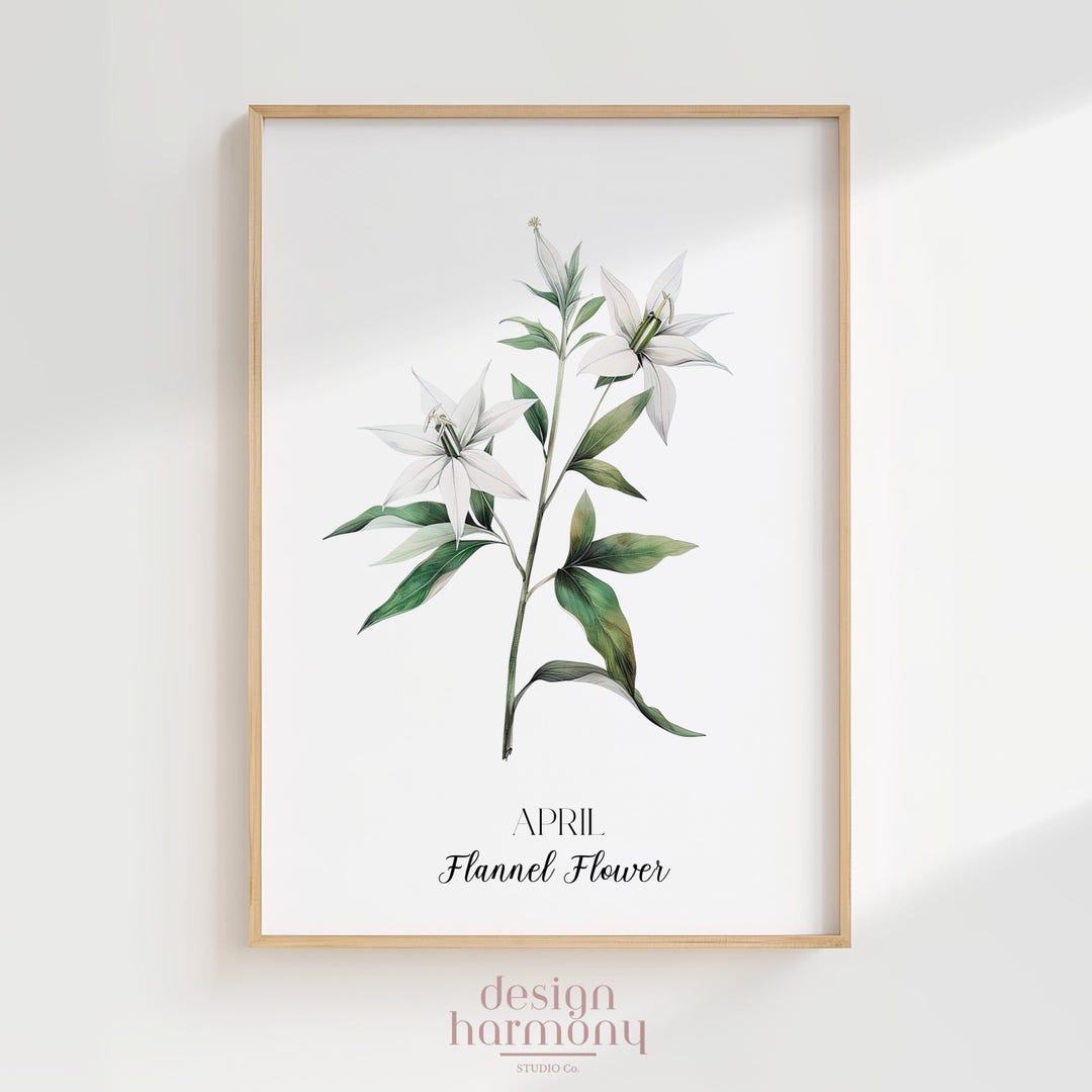 April Birth Flower Poster: Australian Flannel Flower Art (digital ...