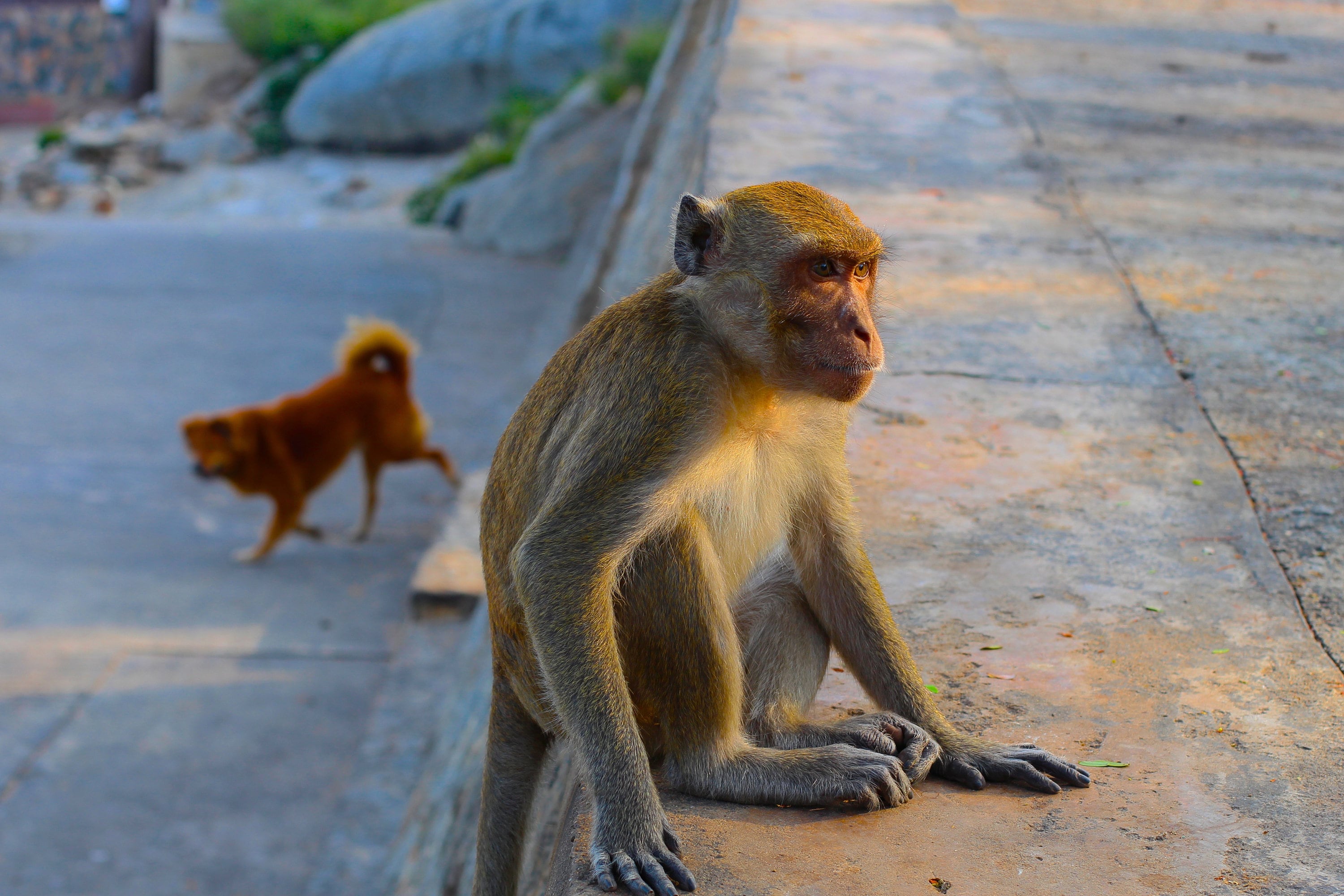 Thailand - Monkey Watching the Sunset Wrapped Canvas - Etsy